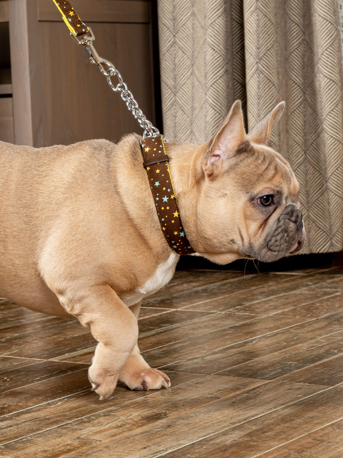 Adjustable double chock collar with a chain in military style with ...