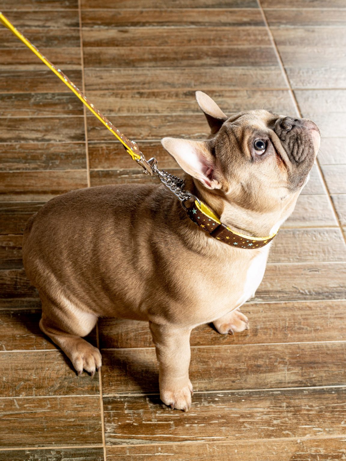 Adjustable double chock collar with a chain in military style with ...